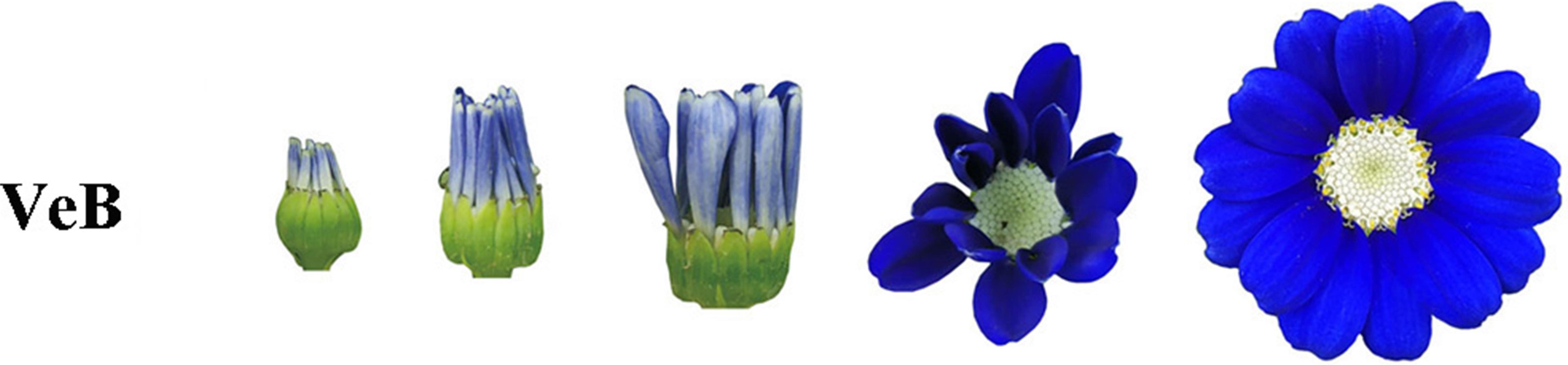 Pas facile d’être fleur bleue ! – Le Plantoscope