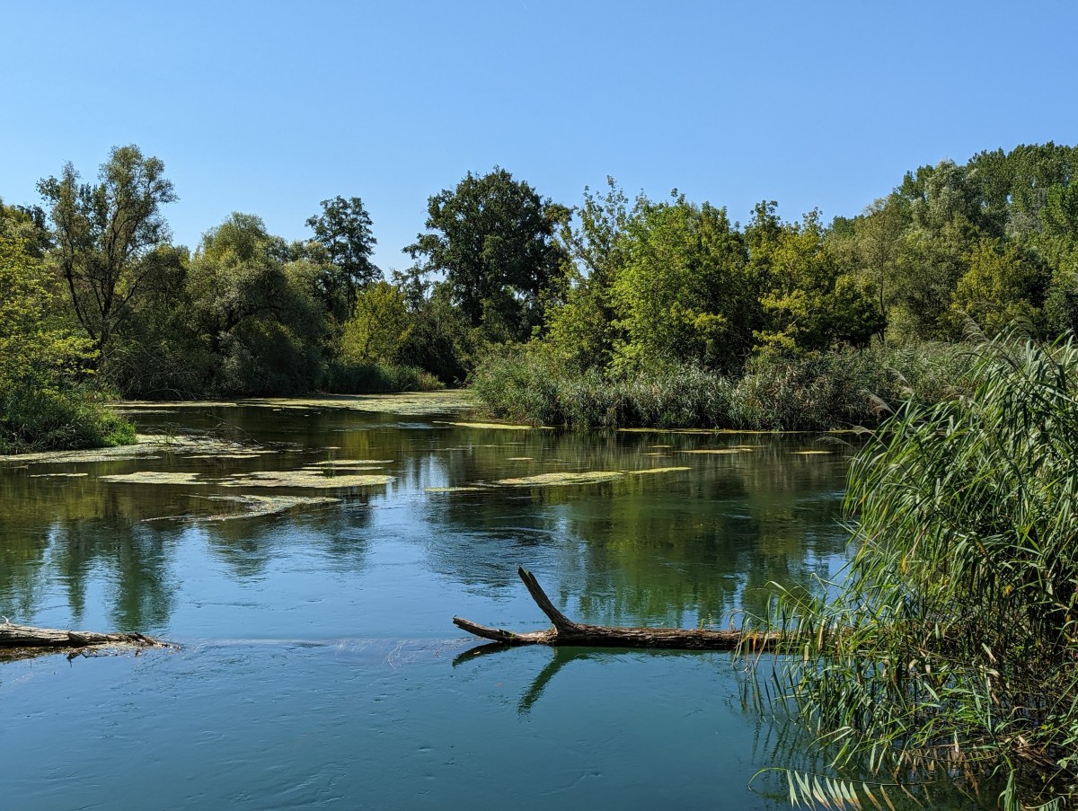 La réserve naturelle de l’île de Rhinau – Le Plantoscope
